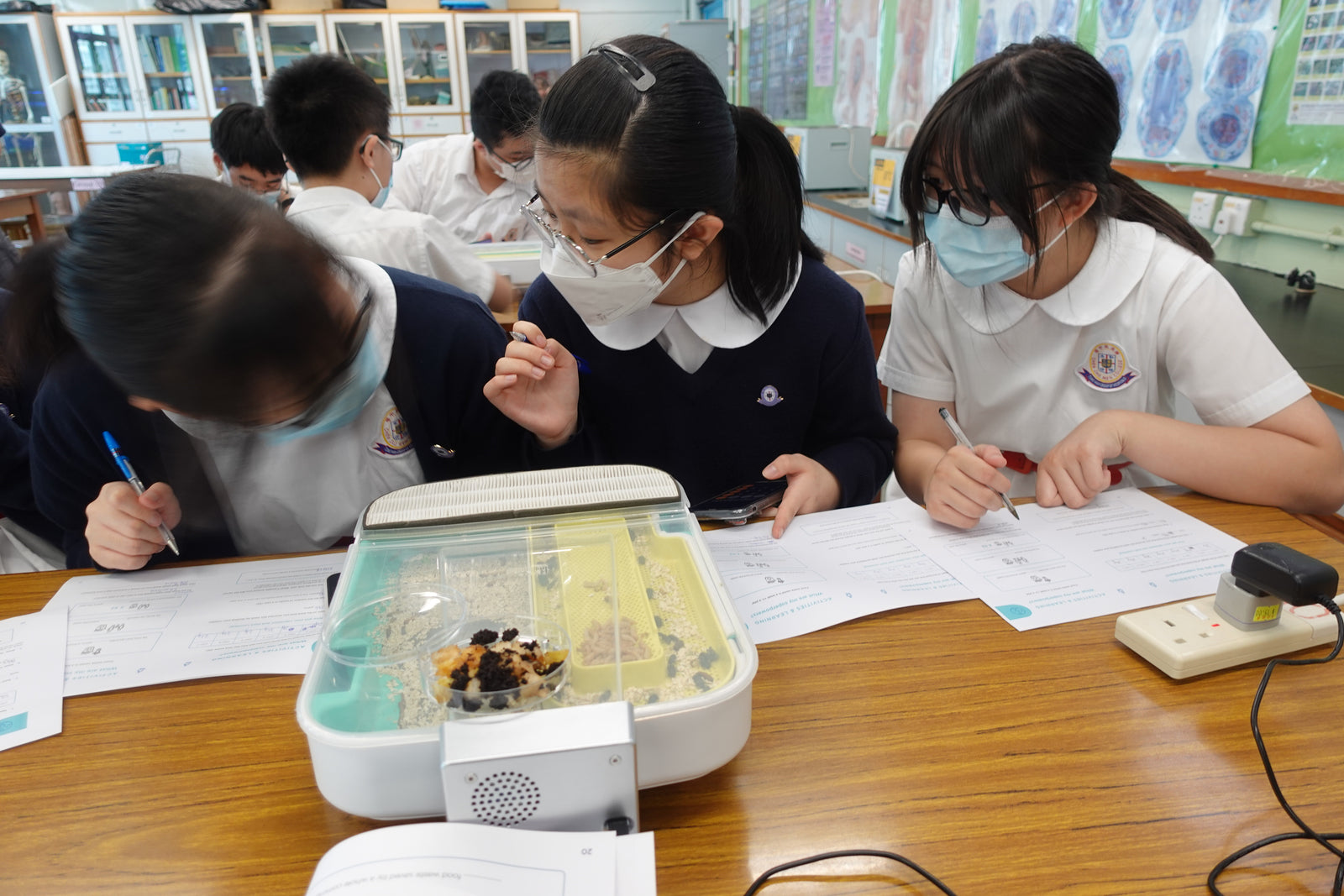 STEM Education for your School: The Mealworm Farm – Hive Explorer