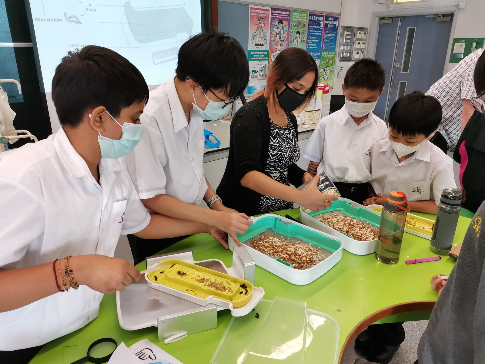 STEM Education for your School: The Mealworm Farm – Hive Explorer